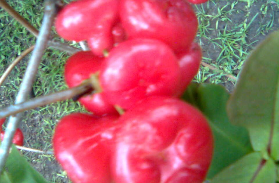 LOVE and LIFE: photo: 38/365