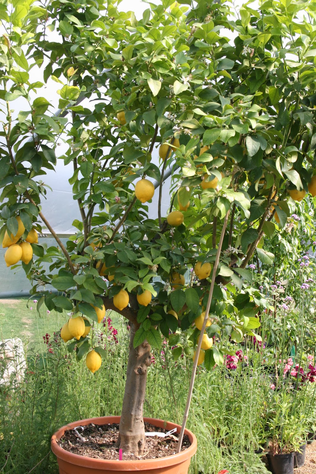 Construction Day 4 - lemons