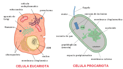 Alexa Molina: 3.2 ORGANISMOS EUCARIÓTICOS