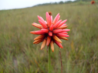GRUPO AKAYU: FLOR DE INIRIDA