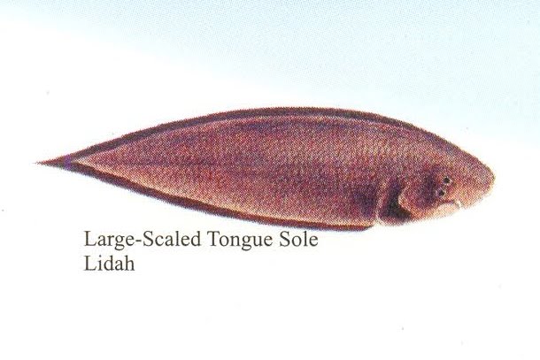 Kenali Spesis Ikan Air Masin Malaysia (Bahagian 2) | Blues Riders