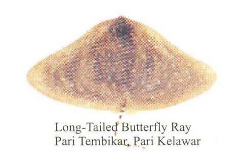 Kenali Spesis Ikan Air Masin Malaysia (Bahagian 2) | Blues Riders