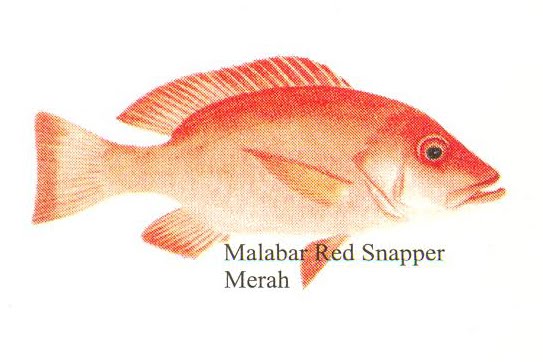 Kenali Spesis Ikan Air Masin Malaysia (Bahagian 2) | Blues Riders