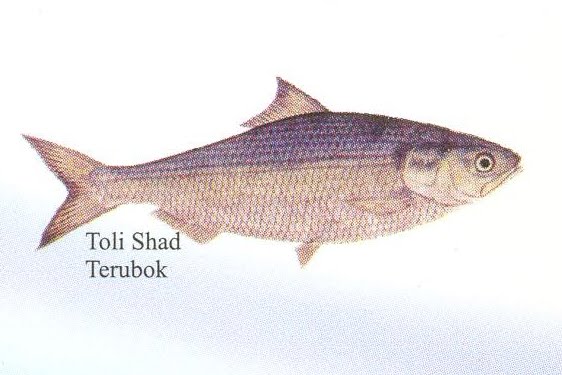 Kenali Spesis Ikan Air Masin Malaysia (Bahagian 4) | Blues Riders