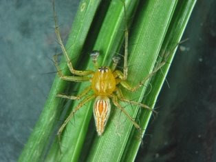 Spiders of Kerala