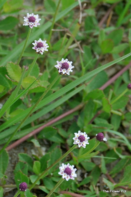The Flower Pot: Frog Fruit