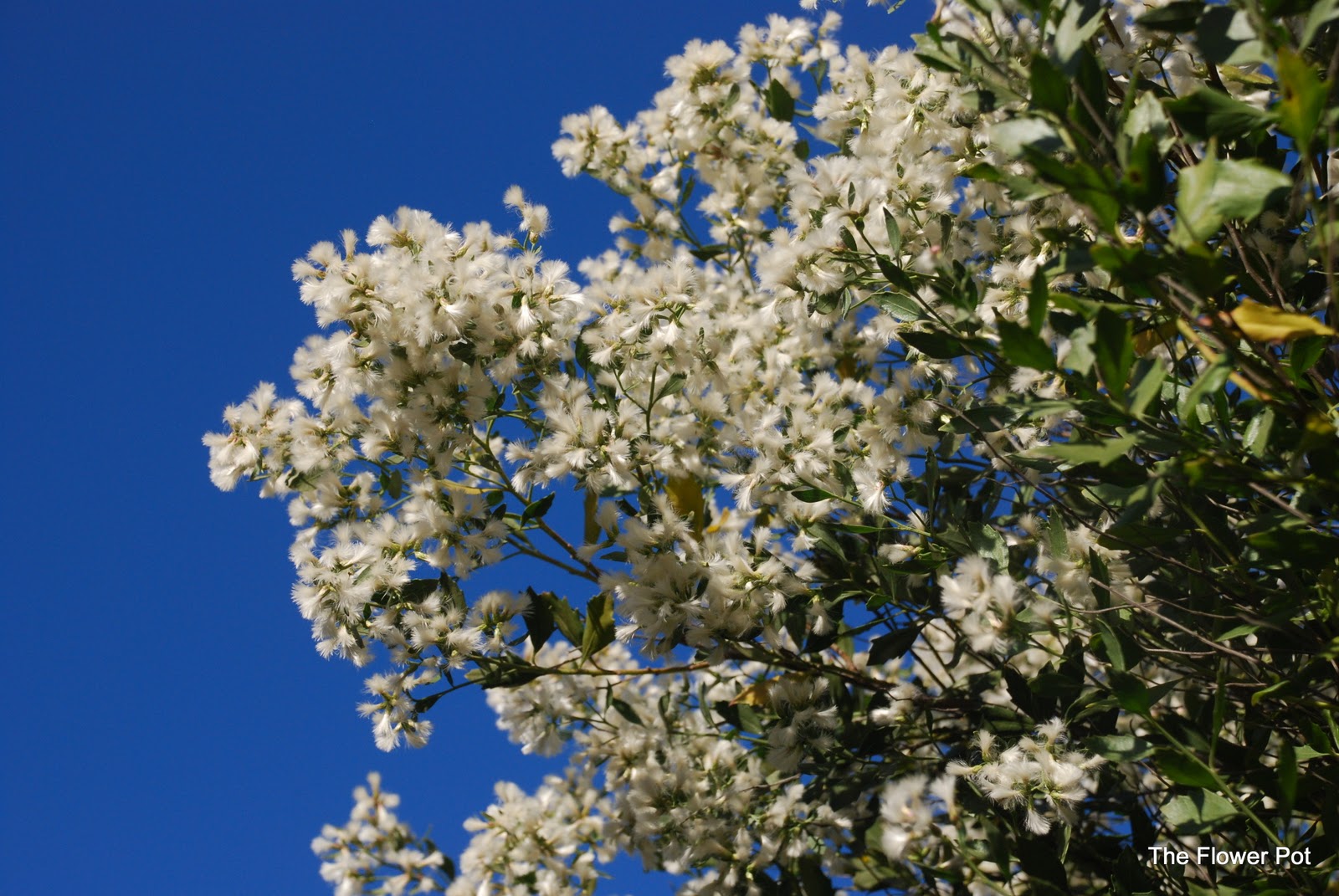 The Flower Pot: Groundsel Tree