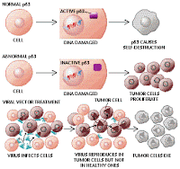 Associação de Combate ao Câncer de Marilia: O que é o Câncer?