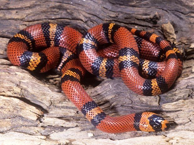 SAARCOS: As cobras mais belas do planeta