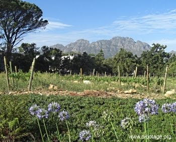 The Pinotage Club: First Vintage for The Perold Vineyard