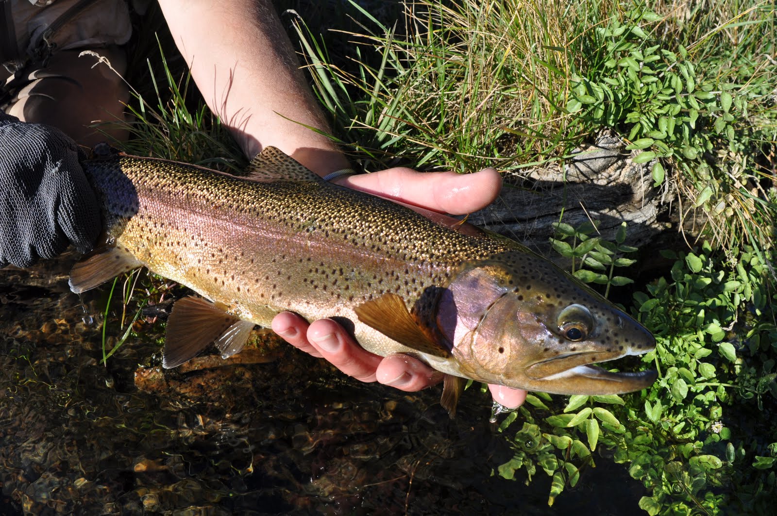 PEREFECT DAY!-PERFECT POOL FISHING FOR SALMON - AND LOVED OLD PARADISE ...
