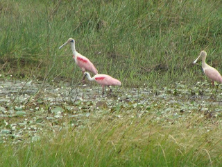 Reserva Esperanza Verde.: Mirador de Aves