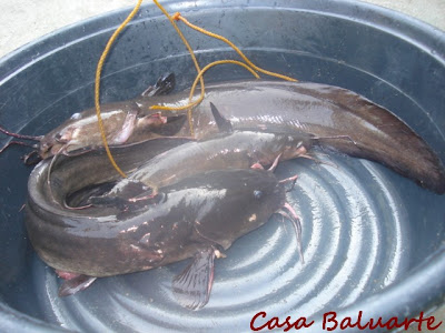 Casa Baluarte Filipino Recipes: Alimusan