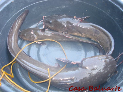 Casa Baluarte Filipino Recipes: Alimusan