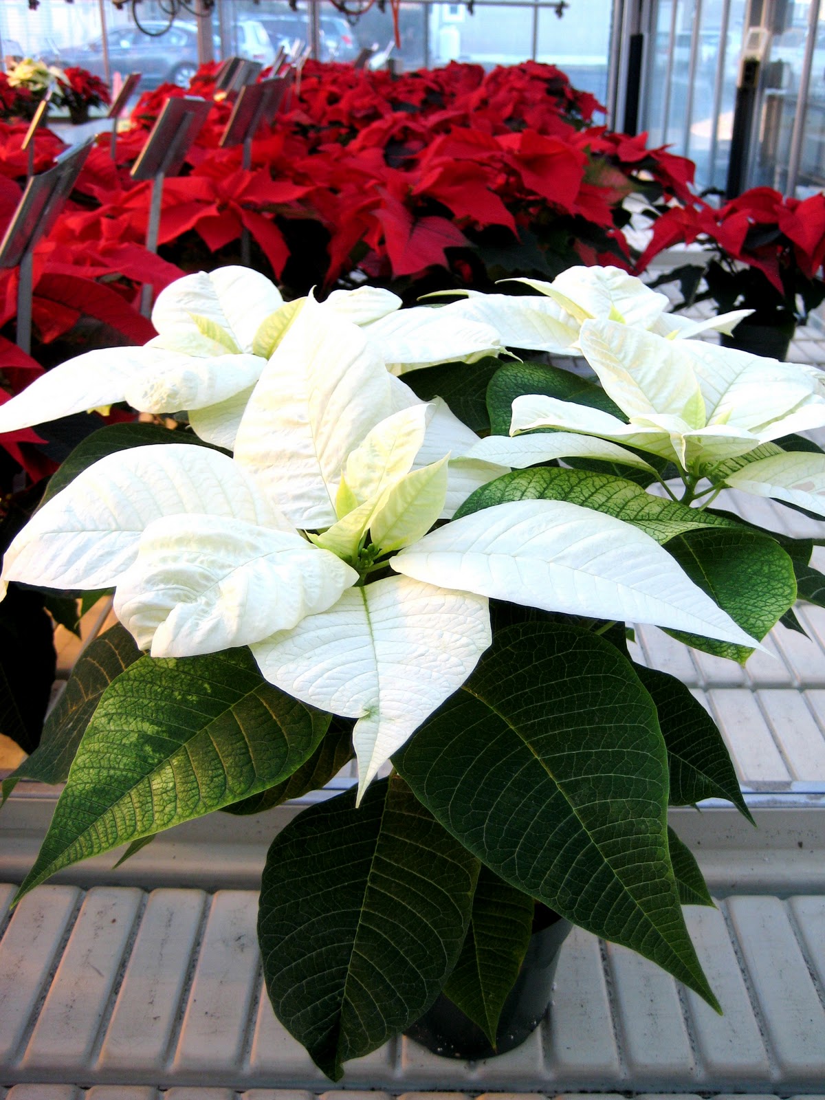 Long Island's Garden Girl ~: Poinsettia Perfection