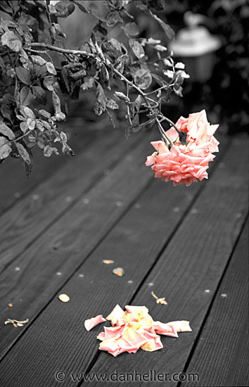 reflections of the unseen: Flower quickly fading