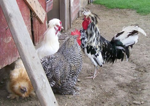 Animals & Birds Lovers: Fancy & Rare Hens
