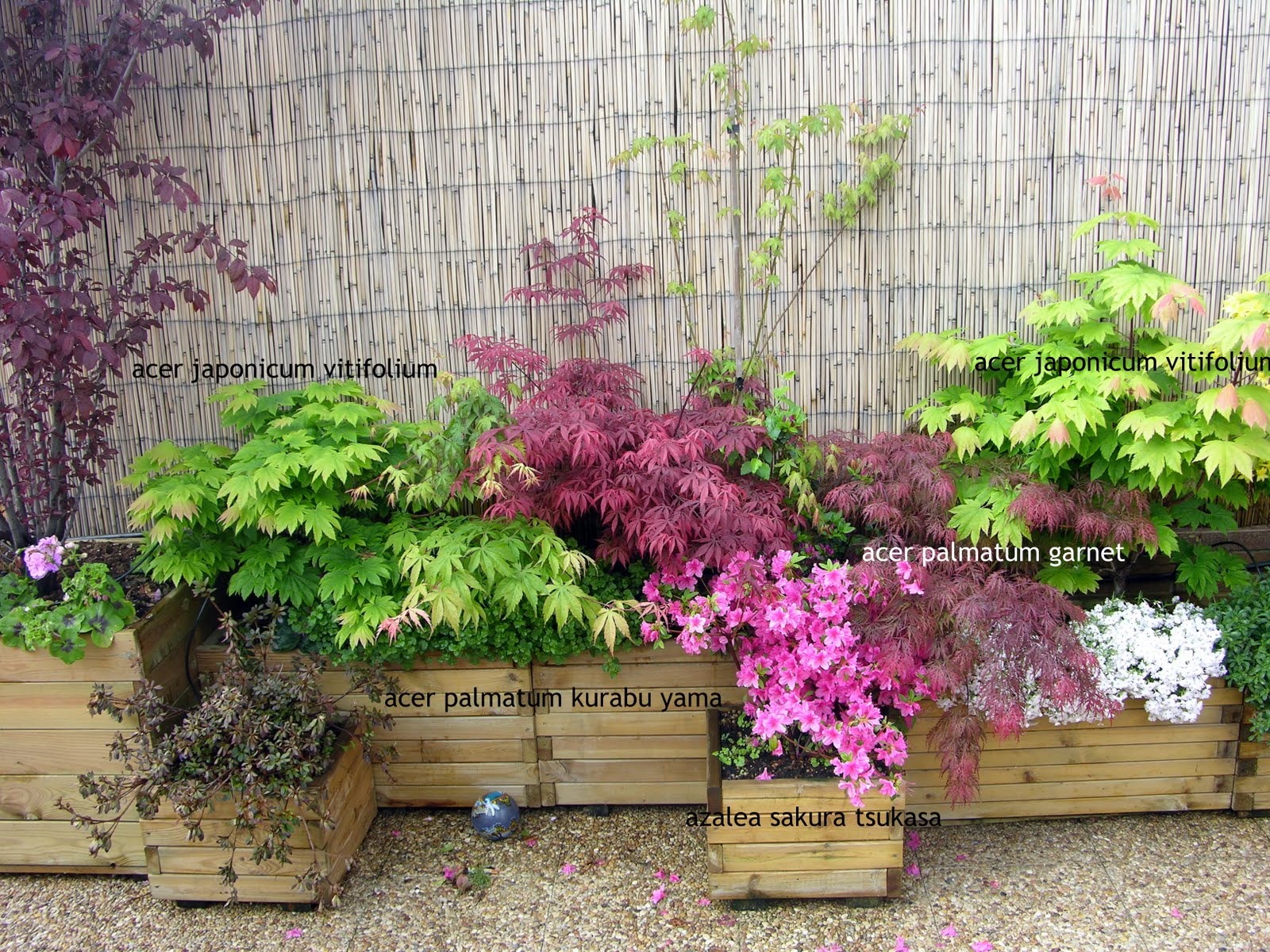 Acer palmatum, Azaleas, Acer