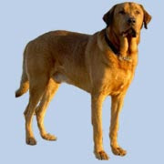 Razas Perros: Broholmer