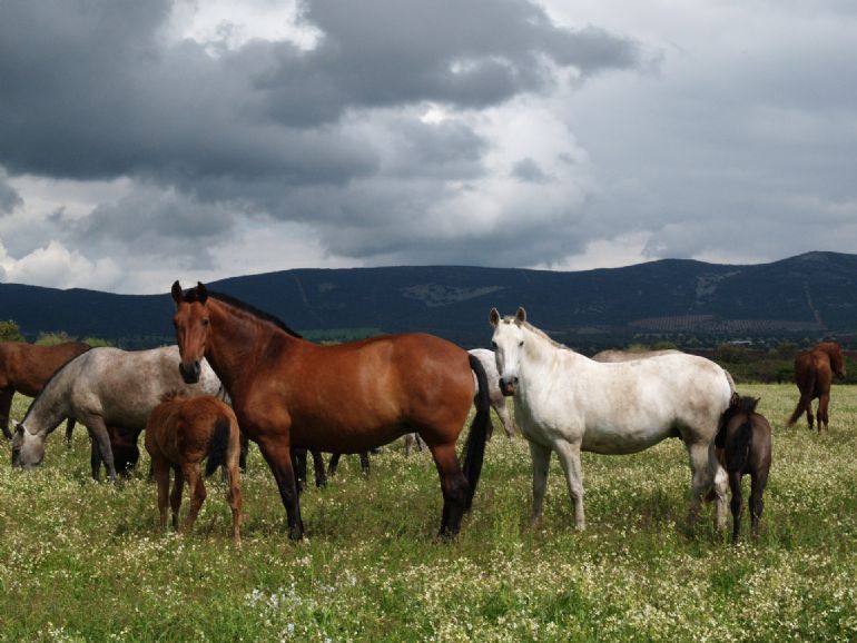 ...Y el caballo es mi afición: El caballo como un animal gregario
