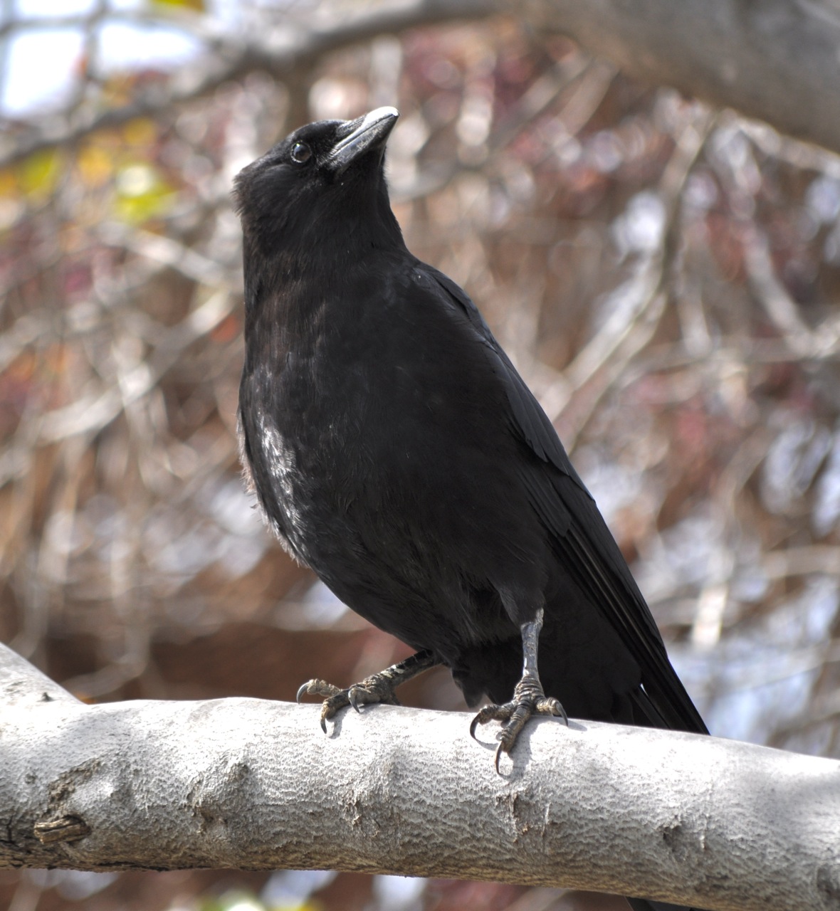 American Crow