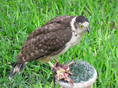 Ladyhawker - On Sabbatical: More Raptors ~ and a few softbills