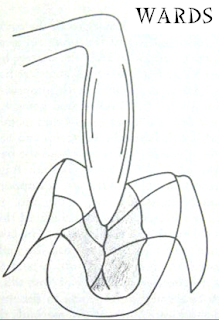 ONLINE DENTISTRY: TYPES OF CARVER