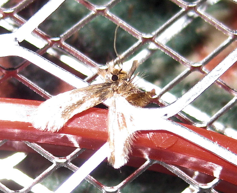 Greybeard's Grumbling