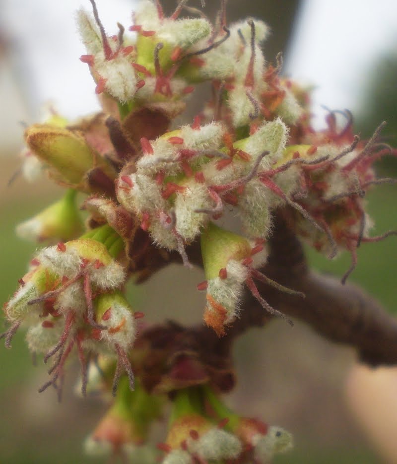 Plants are the Strangest People: 4/4/10 - 4/11/10