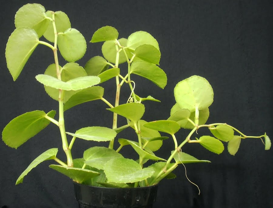 Plants are the Strangest People: List: Houseplants With Circular (or ...