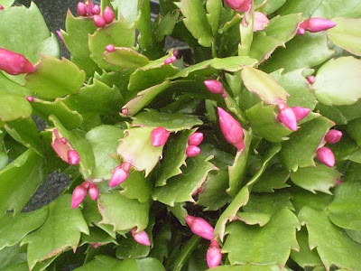 Plants are the Strangest People: Tease (Schlumbergera truncata cvv.)