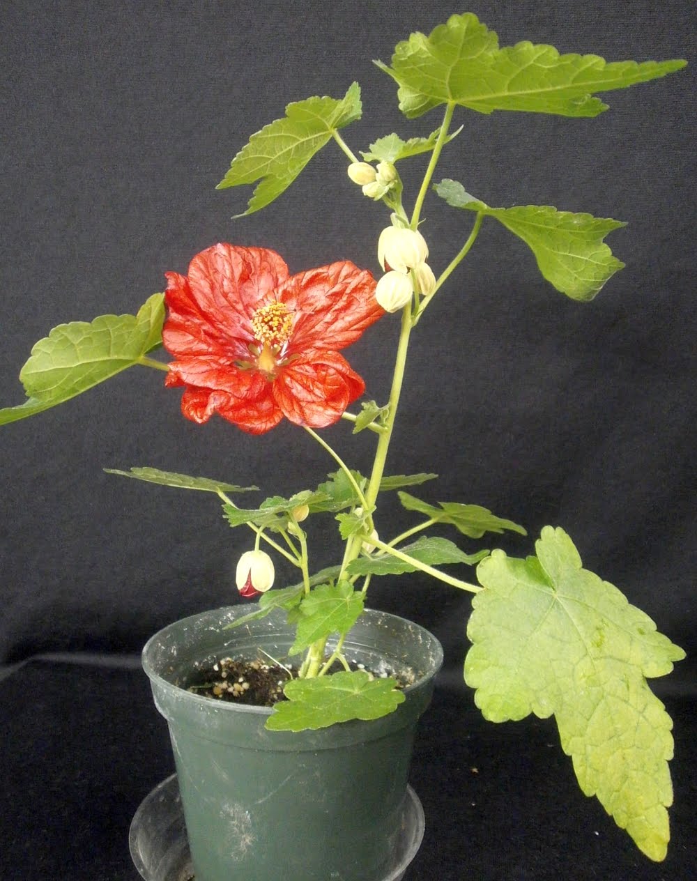 Plants are the Strangest People: Random plant event: Abutilon seed pod