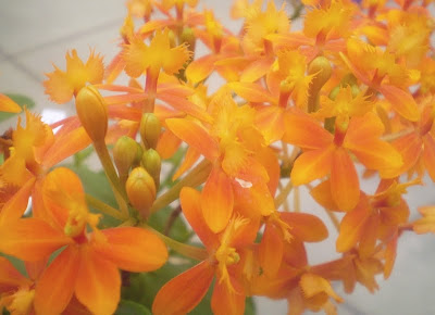 Plants are the Strangest People: Pretty picture: Epidendrum Moon Valley