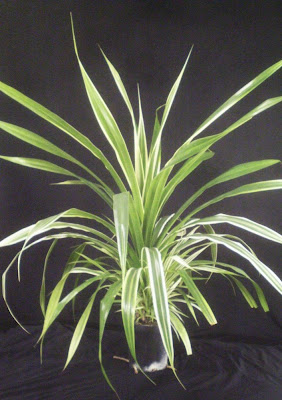 Plants are the Strangest People: Chuck Cunningham (Pandanus veitchii ...