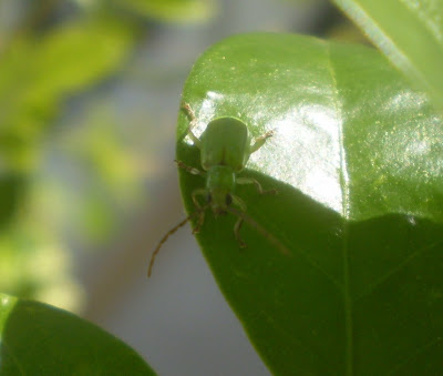Plants are the Strangest People: Random plant event: Murraya paniculata ...