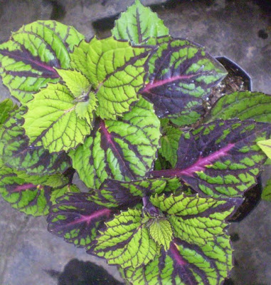 Plants are the Strangest People: Temp (Solenostemon scutellarioides)