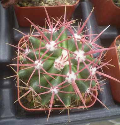 Plants are the Strangest People: Walkaways Part 5, plus, Plant Room Panic