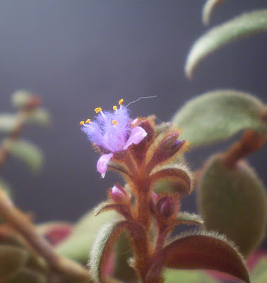 Plants are the Strangest People: Pretty pictures: Cyanotis kewensis flowers