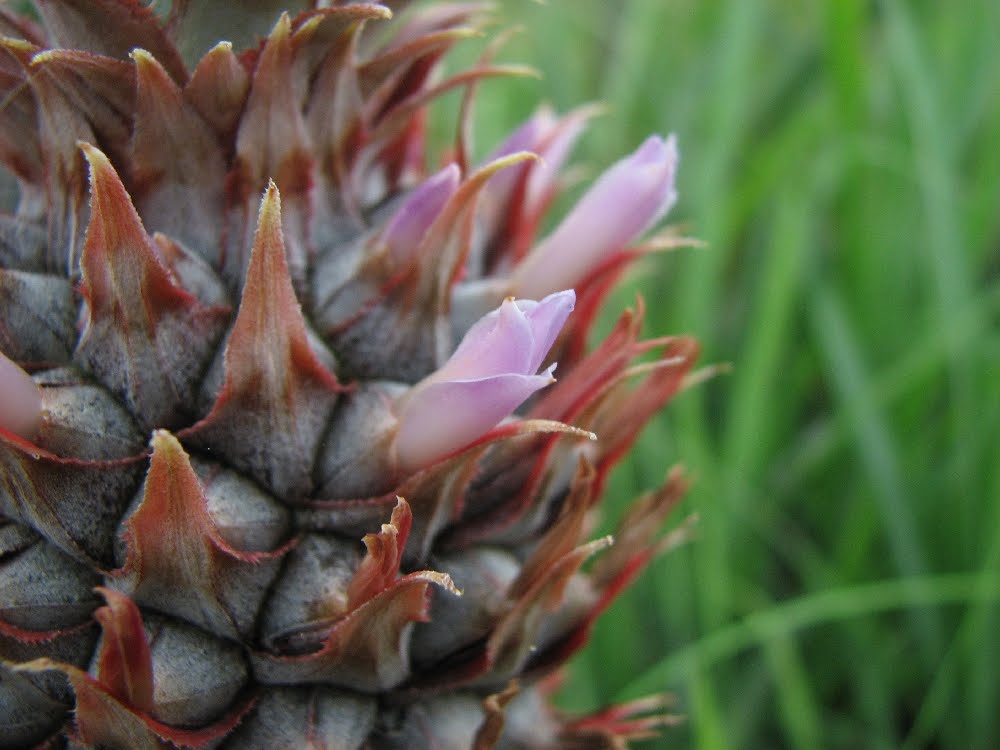Plants are the Strangest People: Carmen Miranda (Ananas comosus), Part I