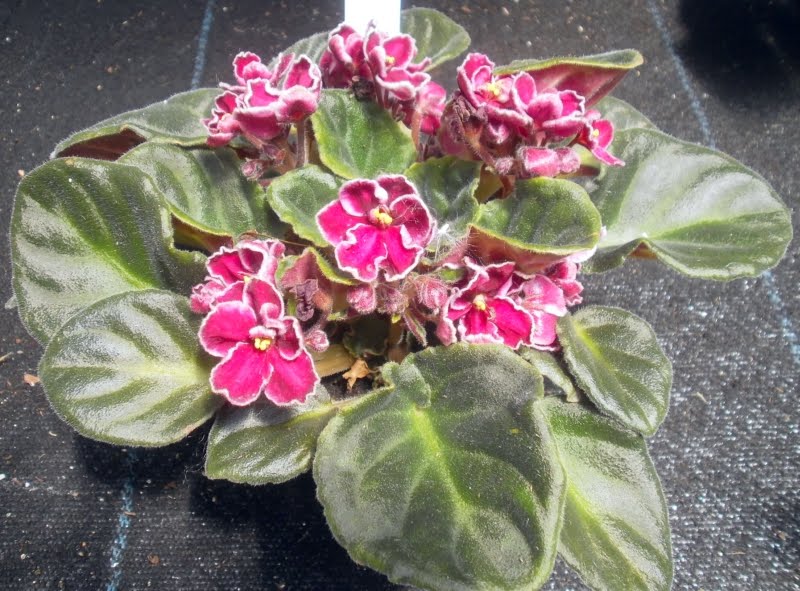 Plants are the Strangest People: List: Plants for Terrariums