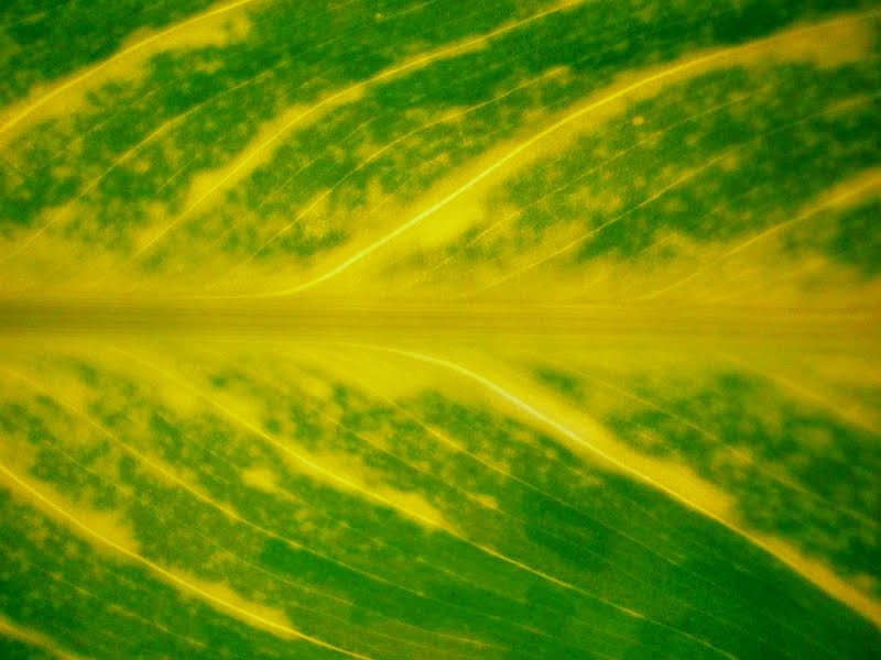 Plants are the Strangest People: How to Take Transmitted Light Photographs