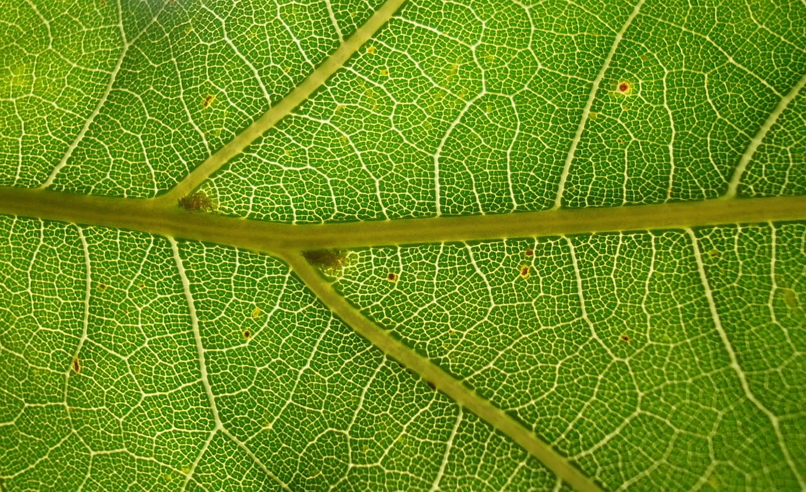 Plants are the Strangest People: [Exceptionally] Pretty pictures ...