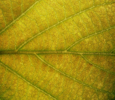 Plants are the Strangest People: [Exceptionally] Pretty pictures ...