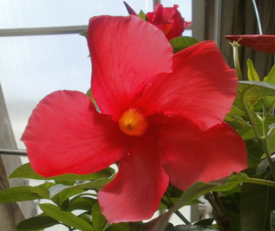 Plants are the Strangest People: Pretty pictures: Mandevilla cvv.