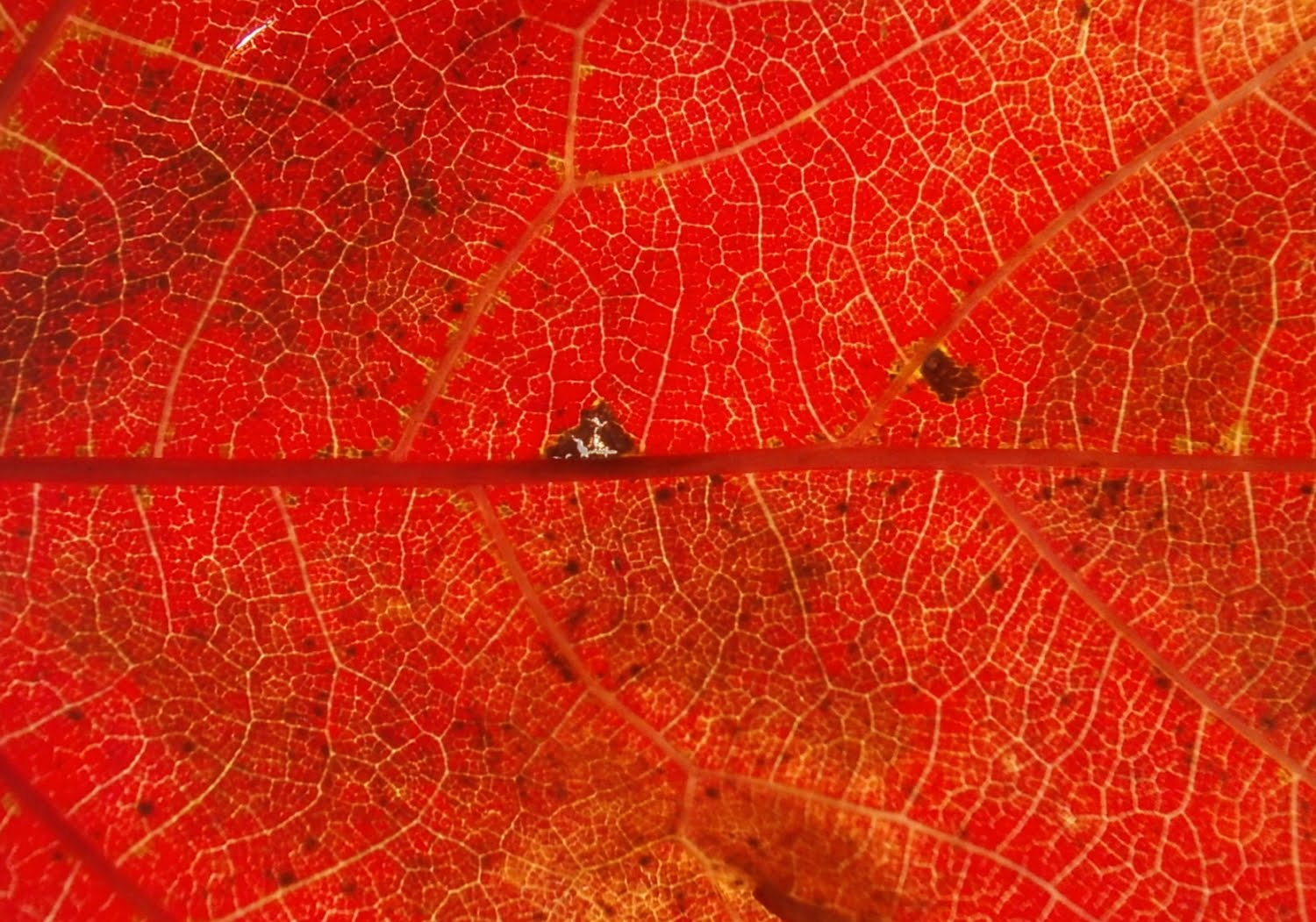 Plants are the Strangest People: 1/8/12 - 1/15/12