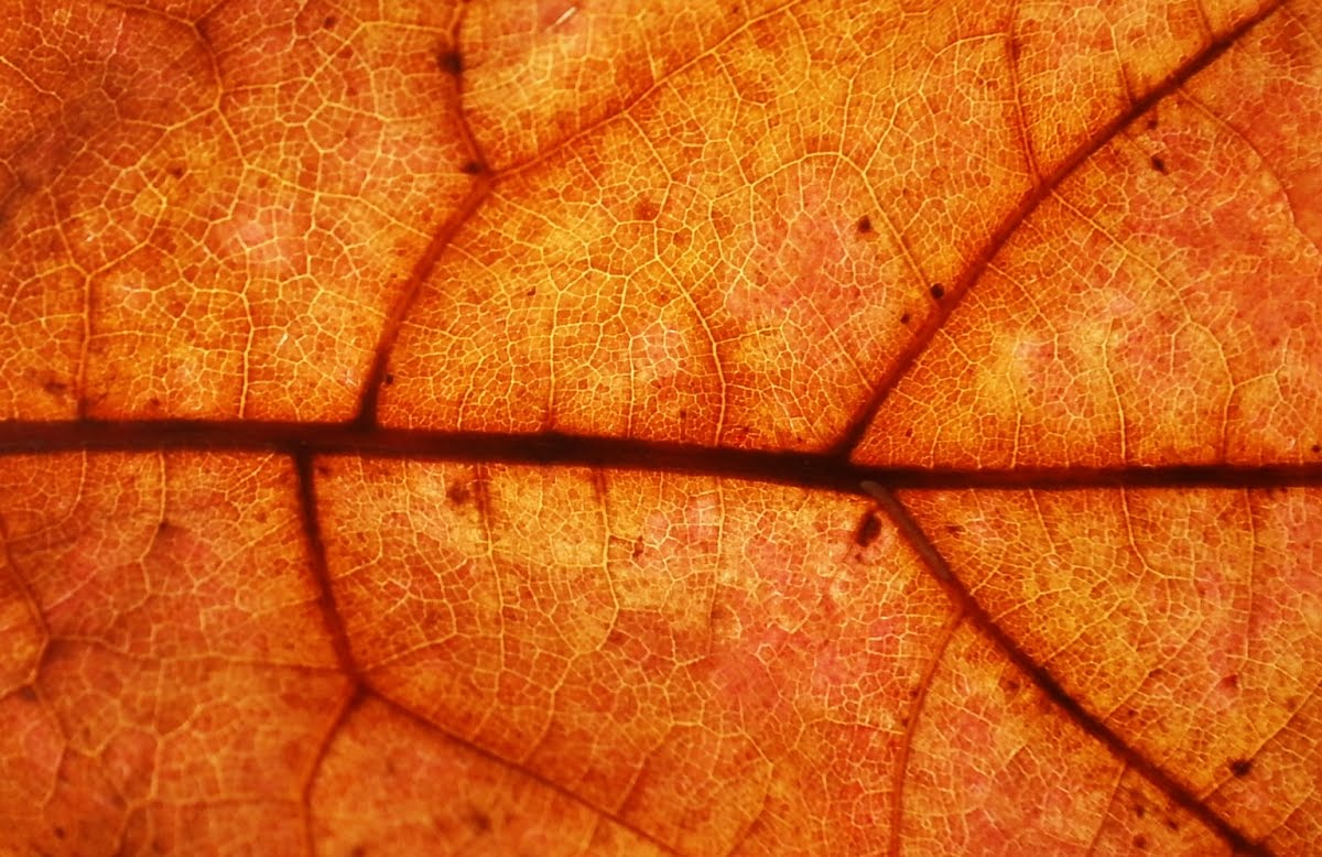 Plants are the Strangest People: 06/01/2011 - 07/01/2011