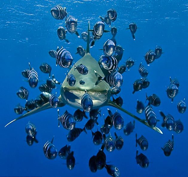 Daylee News Nuggets: News Nuggets 505