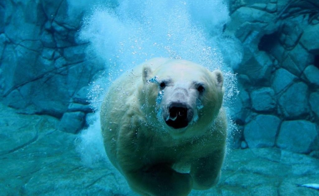 O-pinar: Características del Oso Polar