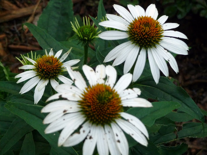 Gretchen's Images: Strong Center of Interest