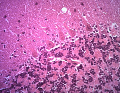 Histologia do Sistema Nervoso: Cerebelo